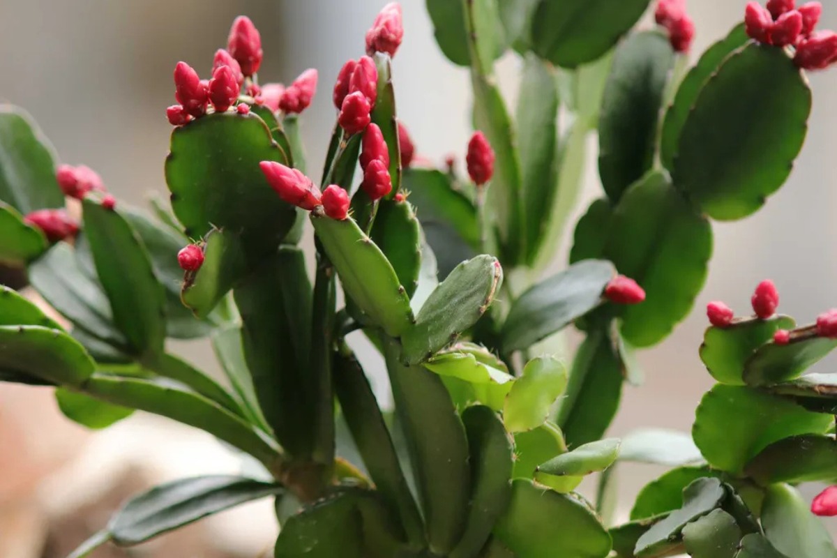 How To Water A Christmas Cactus So It Bursts With Blooms This Holiday ...