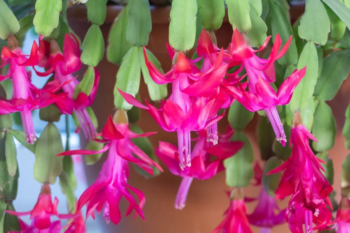 How To Water A Christmas Cactus So It Bursts With Blooms This Holiday ...